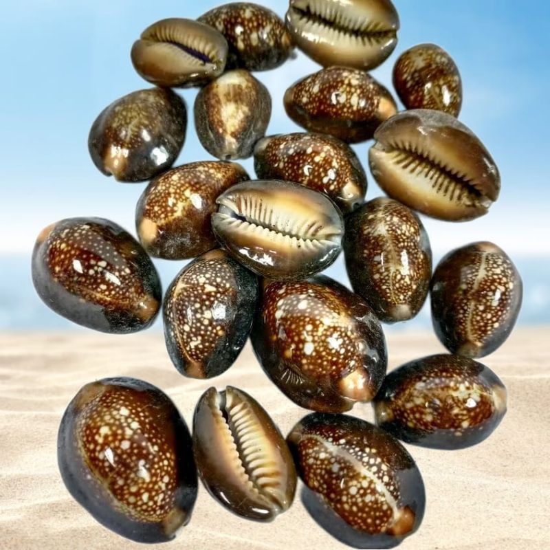 Jual KEWUK HITAM ASLI KERANG ISI 12 PCS | KUWUK BATIK KERANG LAUT ...