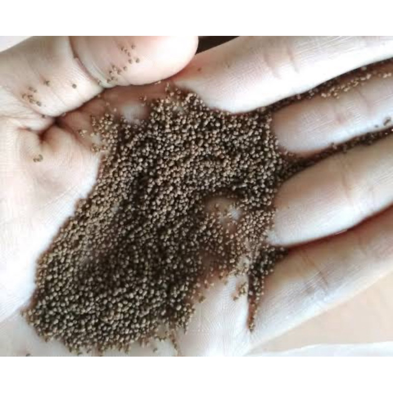 Jual Pakan Bibit patin dan Glowfish 250 Gram | Shopee Indonesia