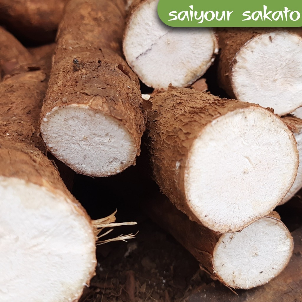 Jual Singkong 1kg - Saiyour Sakato | Shopee Indonesia
