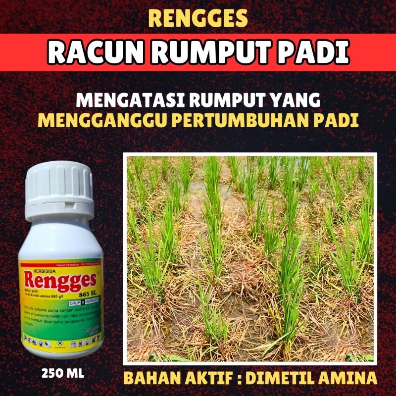 Jual 𝗥𝗔𝗖𝗨𝗡 𝗥𝗨𝗠𝗣𝗨𝗧 𝗣𝗔𝗗𝗜 𝗔𝗠𝗣𝗨𝗛 - Rengges 865sl Racun Rumput Padi | Shopee ...