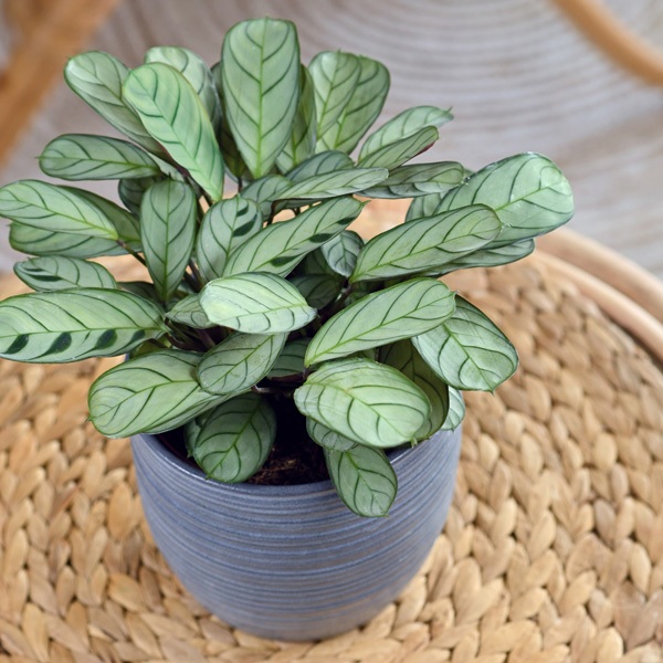 Jual Blantik Kembang -Tanaman Hias Indoor Calathea Burle Marxii Amagris ...