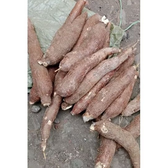 Jual Singkong kuning/telo sepe kuning Blitar/ 1kg/ manis gurih empuk ...