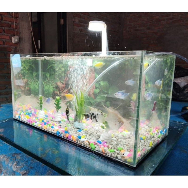 Jual aquarium BEGRON walpaper 40X20X20 | Shopee Indonesia