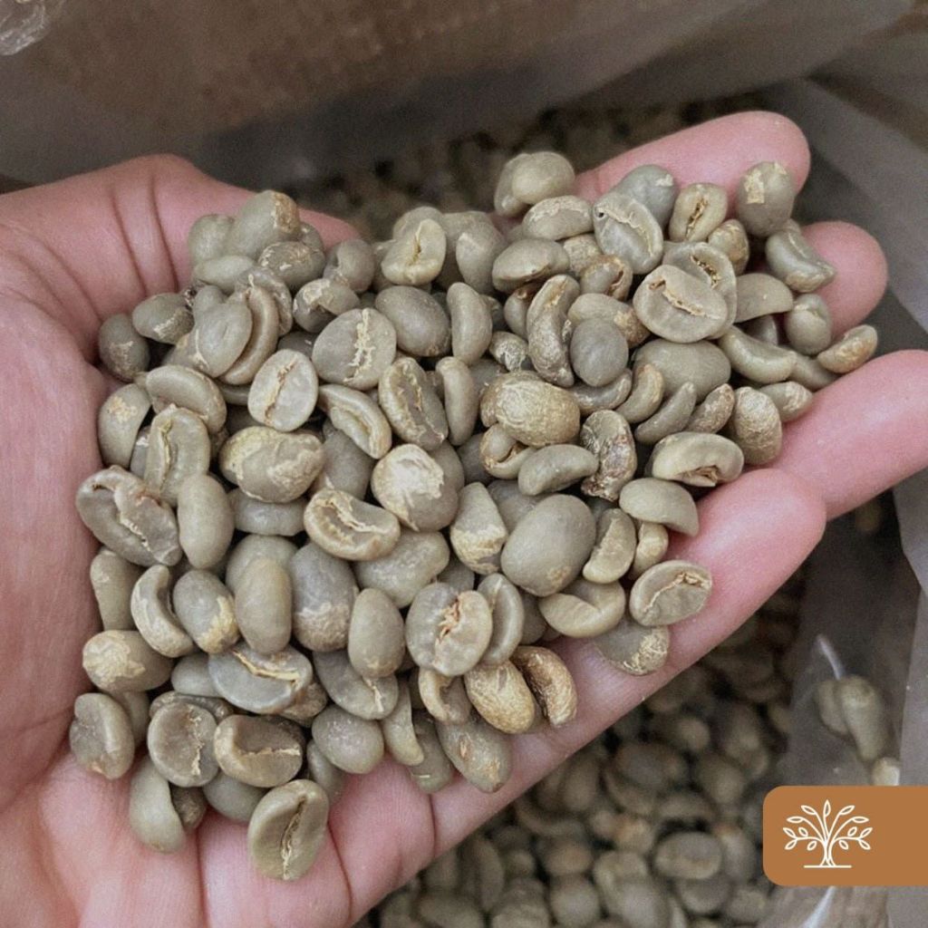 Jual Arabica Green Beans Natural - Kopi Kayu Aro - Kopi Kerinci ...