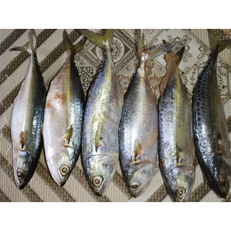 Jual Ikan kembung banjar fresh dan segar 1kg | Shopee Indonesia