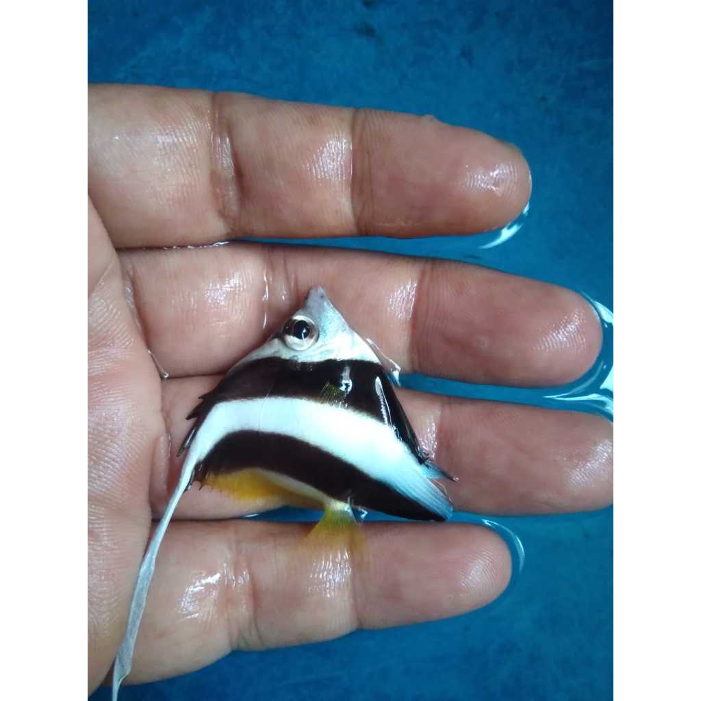 Jual Layaran Kuning - Longfin Bannerfish | Shopee Indonesia