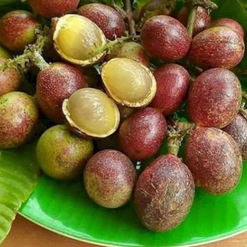 Jual Buah Matoa Khas Papua | Shopee Indonesia