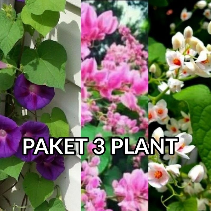Jual paket 3 tanaman rambat tahan panas berbunga sepanjang hari Air ...