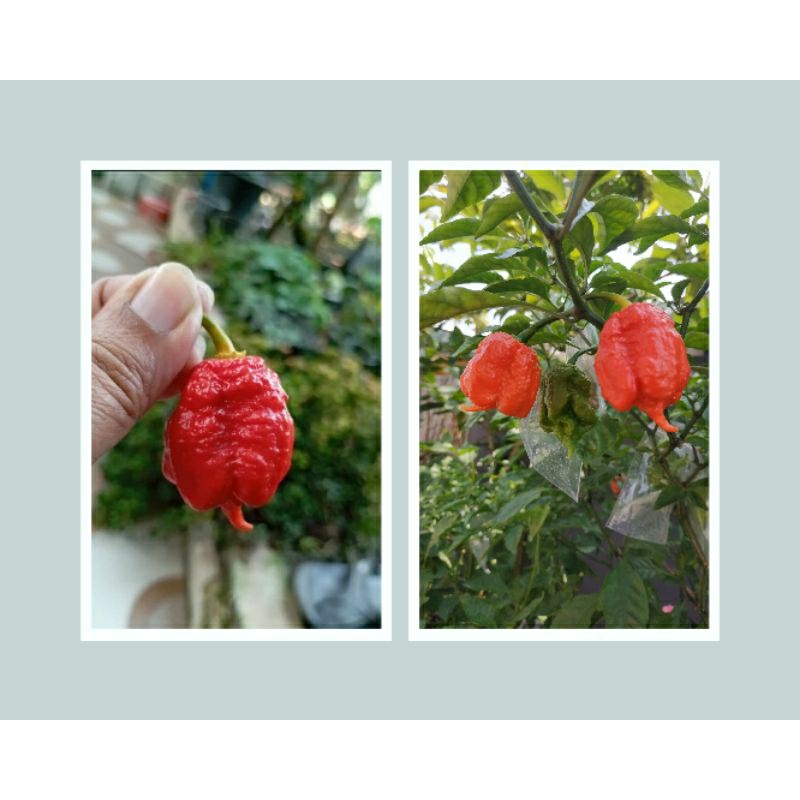 Jual cabe carolina reaper 10 seed (biji) | Shopee Indonesia