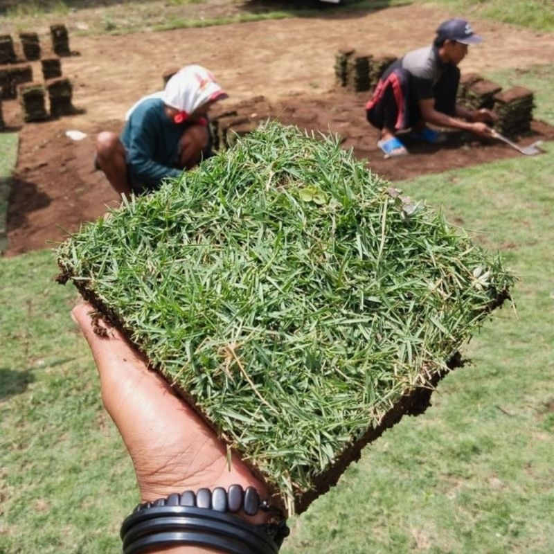 Jual RUMPUT PEKING - RUMPUT JEPANG UKURAN 15x15cm / RUMPUT HIDUP RUMPUT ...