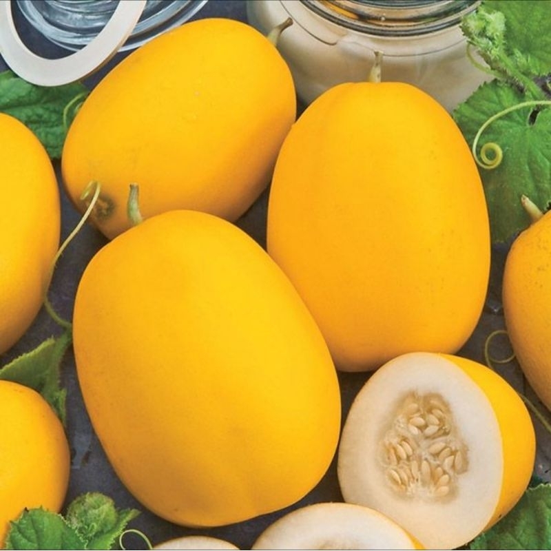 Jual 200 Benih Bibit Biji Melon Golden Sweet Langkawi, F1 Premium ...