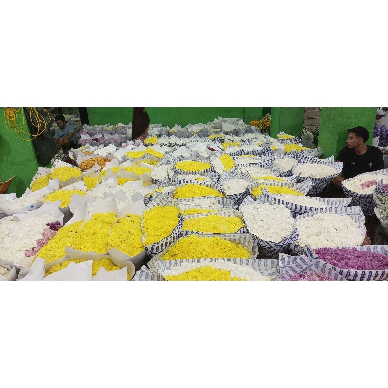 Jual Bunga Aster Jimla Gabungan/100 Batang atau 10 ikat | Shopee Indonesia