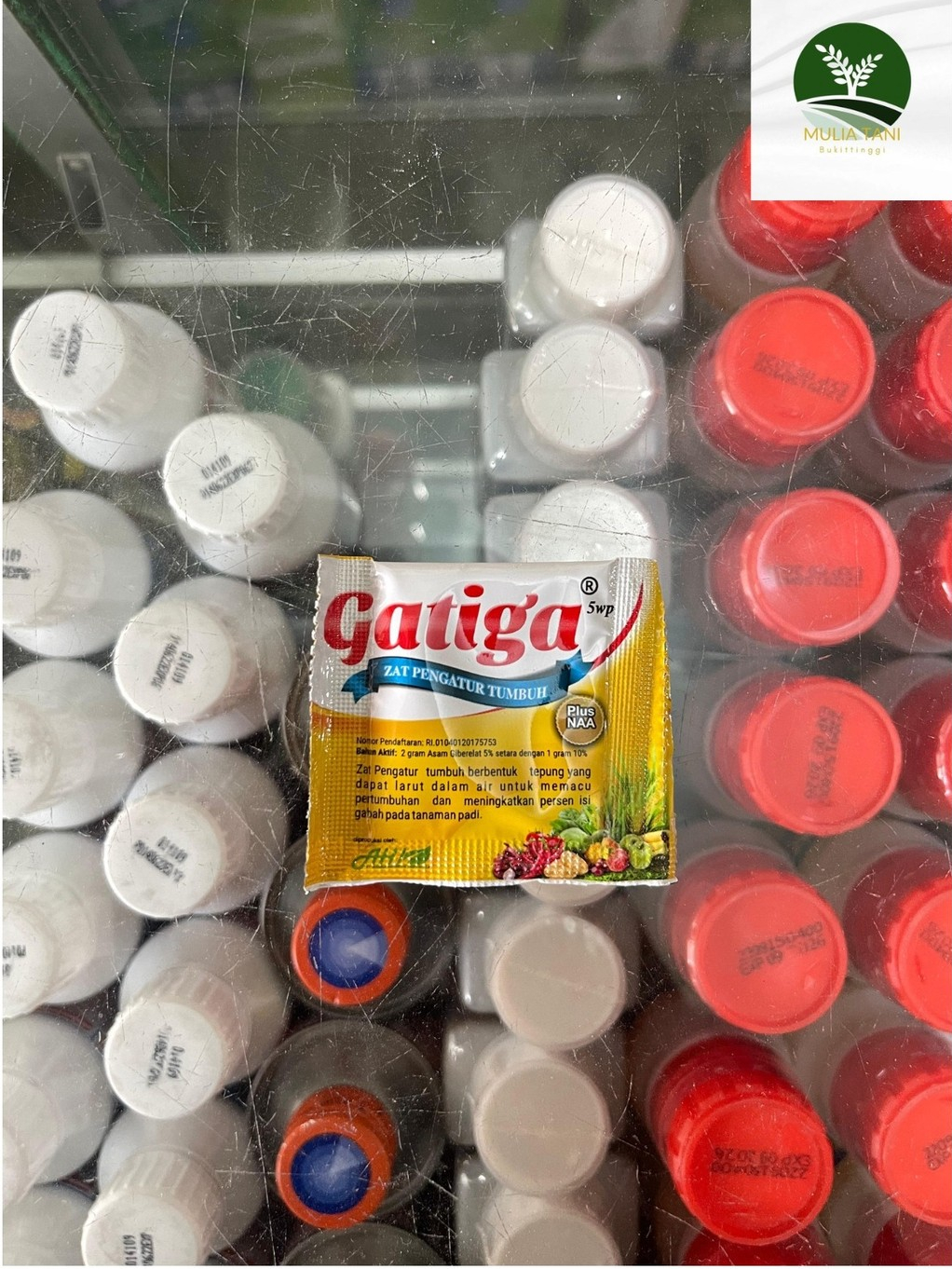 Jual Gatiga Zat Pengatur Tumbuhan | Shopee Indonesia