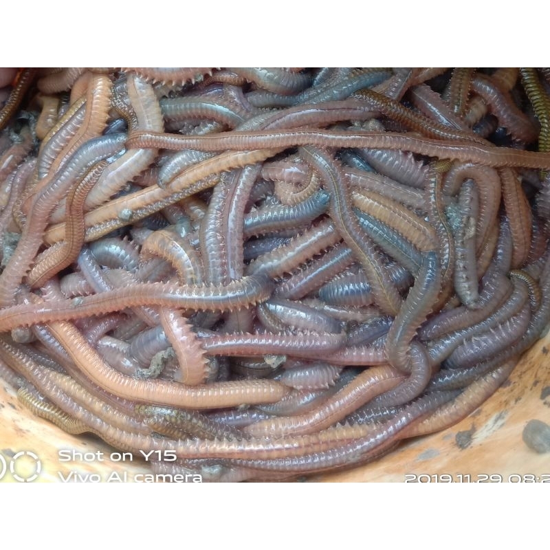 Jual umpan kualitas terbaik Cacing naga laut/cacing lur,cacing cilung ...