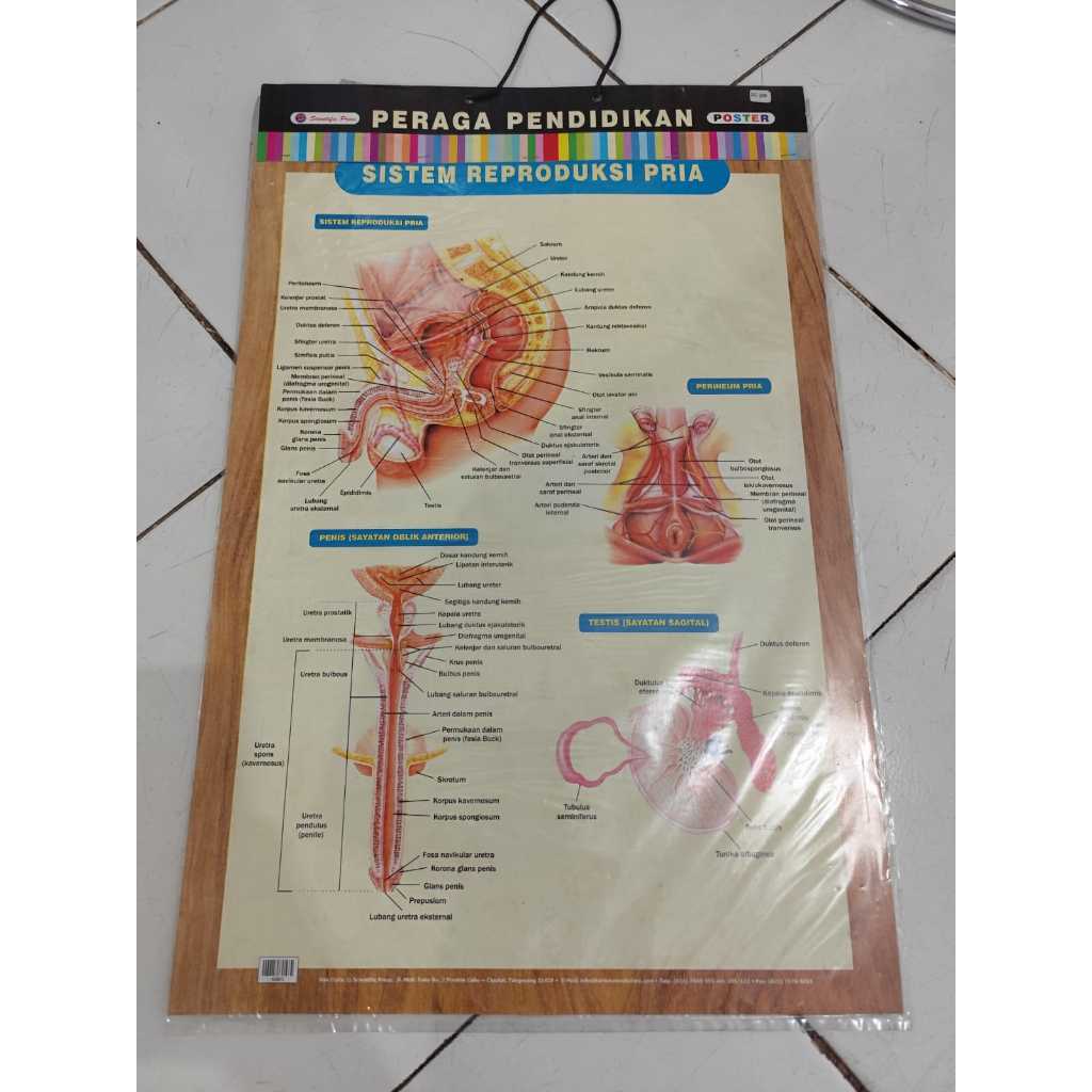 Jual POSTER PERAGA ORGAN TUBUH MANUSIA/ SISTEM REPRODUKSI DLL | Shopee ...