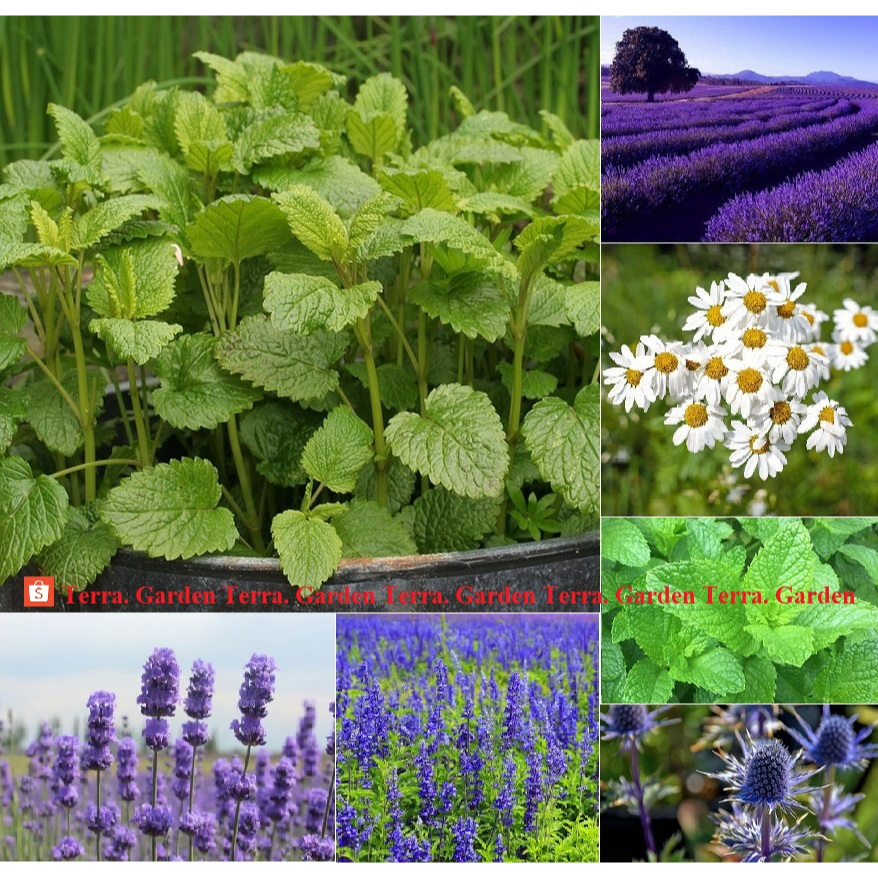 Jual Biji / Benih Lemon Mint herbal herbs 100 seeds | Shopee Indonesia