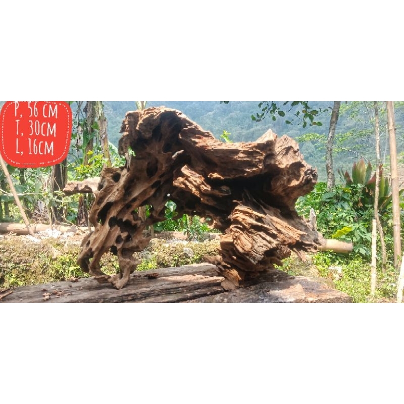 Jual kayu Rentek Aquascape Terbaik Pilihan | Shopee Indonesia