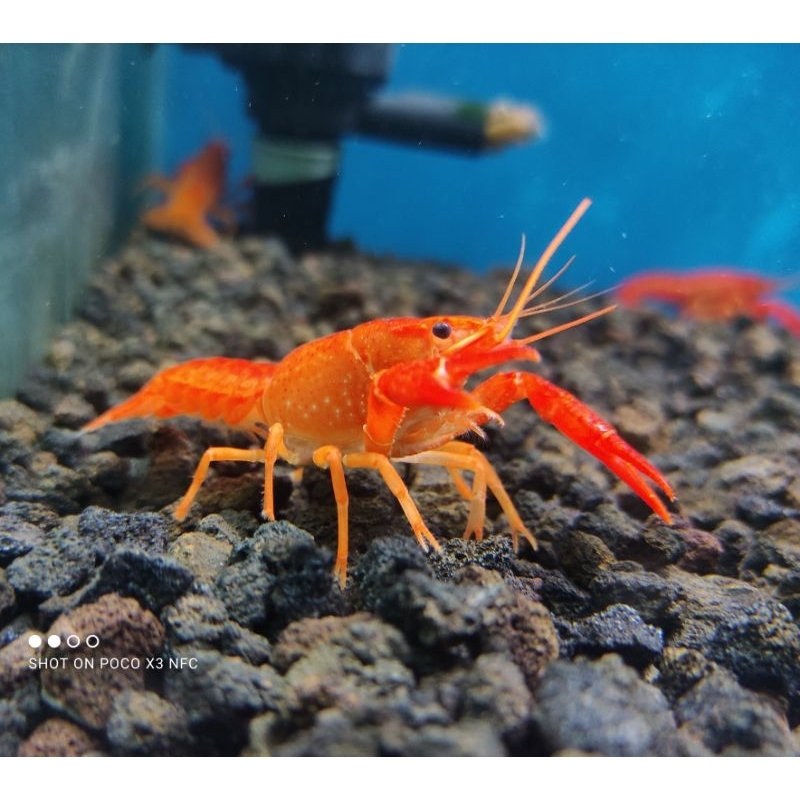 Jual UDANG LOBSTER MERAH UNTUK HIASAN AQUARIUM SIZE L | Shopee Indonesia