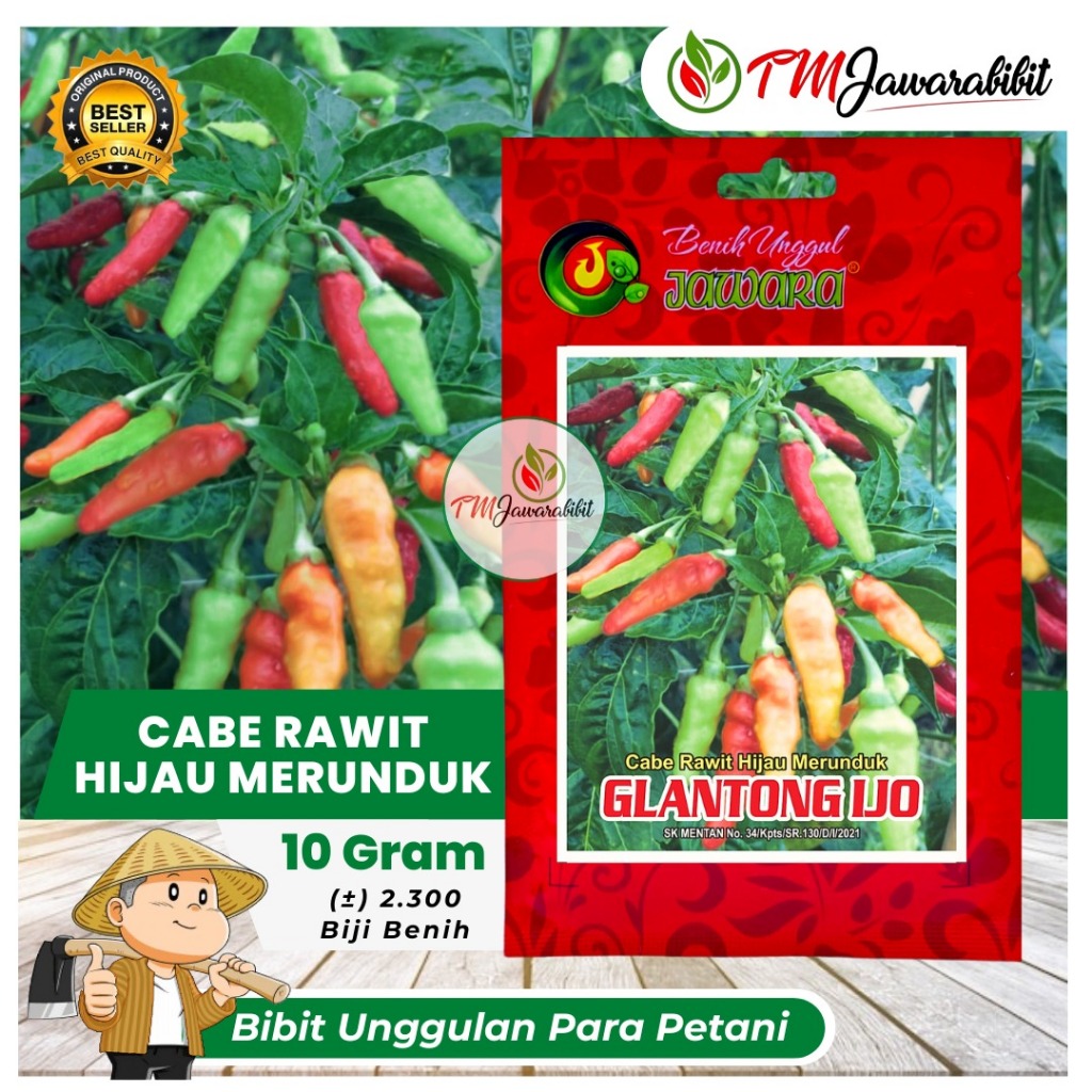 Jual Benih cabe rawit hijau merunduk GLANTONG IJO || PRODUK ASLI JAWARA ...