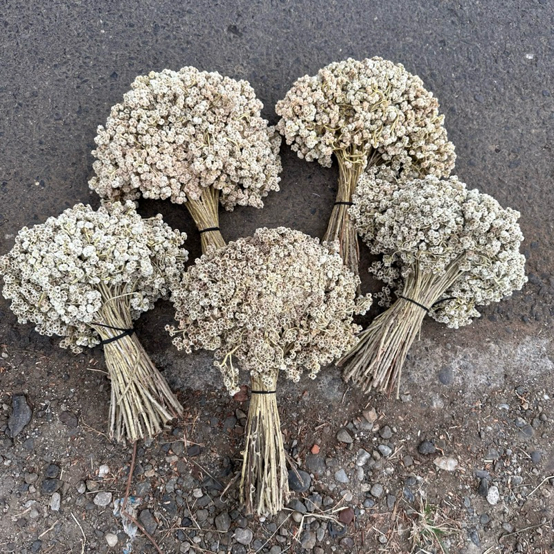 Jual [IKAT BESAR] 60-90 batang Bunga Abadi Edelweis Hiasan Vas Guci ...