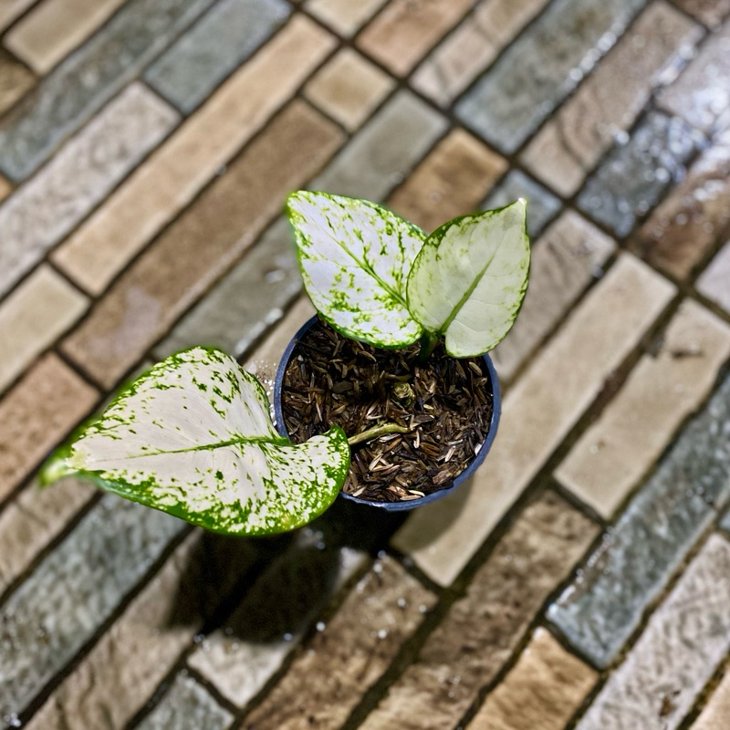 Jual Aglaonema Dud White | Shopee Indonesia