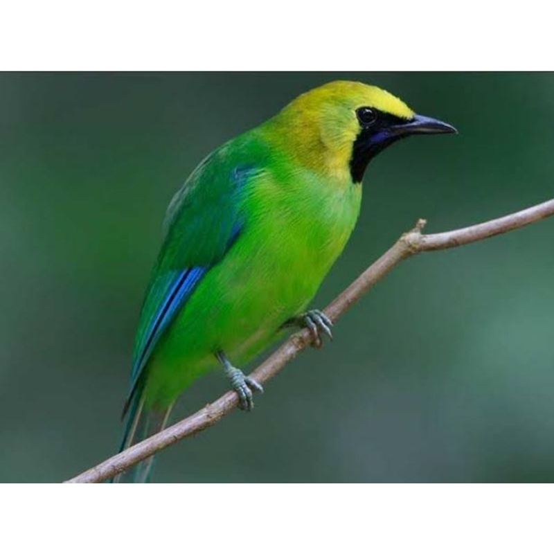 Jual Burung cucak ranting jantan rawatan | Shopee Indonesia