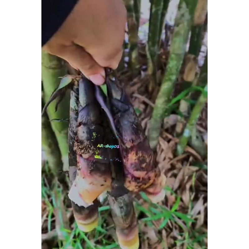 Jual rebung bambu segar fress | rebung awi fress per 1kg | Shopee Indonesia