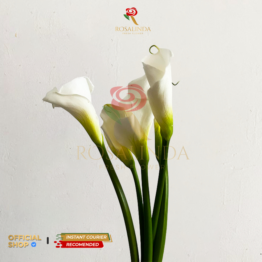 Jual Bunga Calla Lily Putih / Bunga Potong Segar | Shopee Indonesia