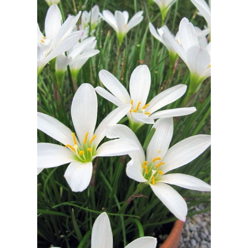 Jual BUNGA LILI HUJAN / KEMBANG COKLAT / ZEPHIRANTHES CANDIDA | Shopee ...