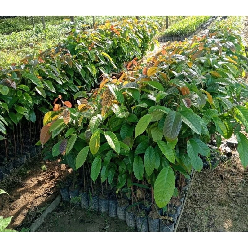 Jual Bibit Kayu Ulin /Kayu Besi /Kayu Endemi Kalimantan | Shopee Indonesia