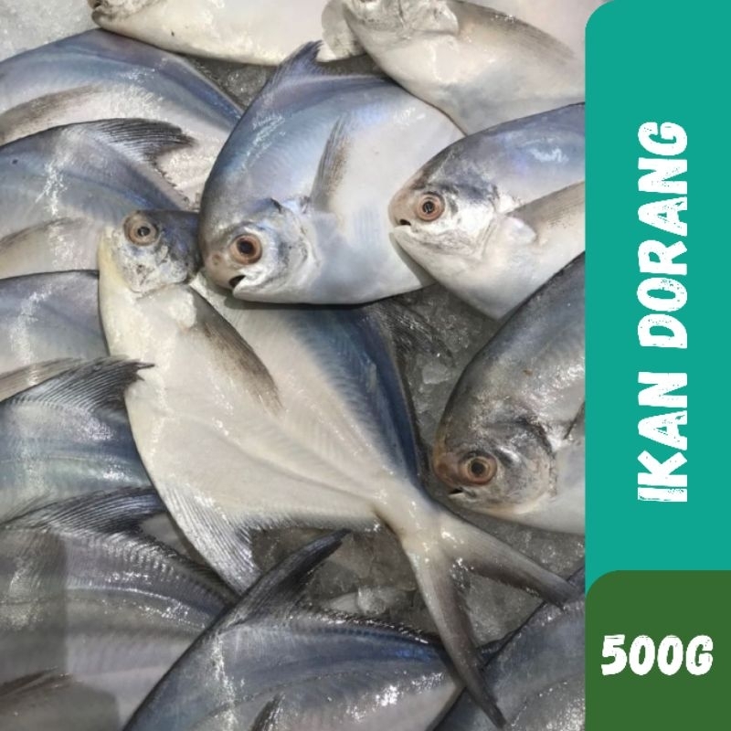 Jual Fresh Ikan Dorang / Ikan Bawal Hitam (SUDAH BERSIH TINGGAL MASAK ...