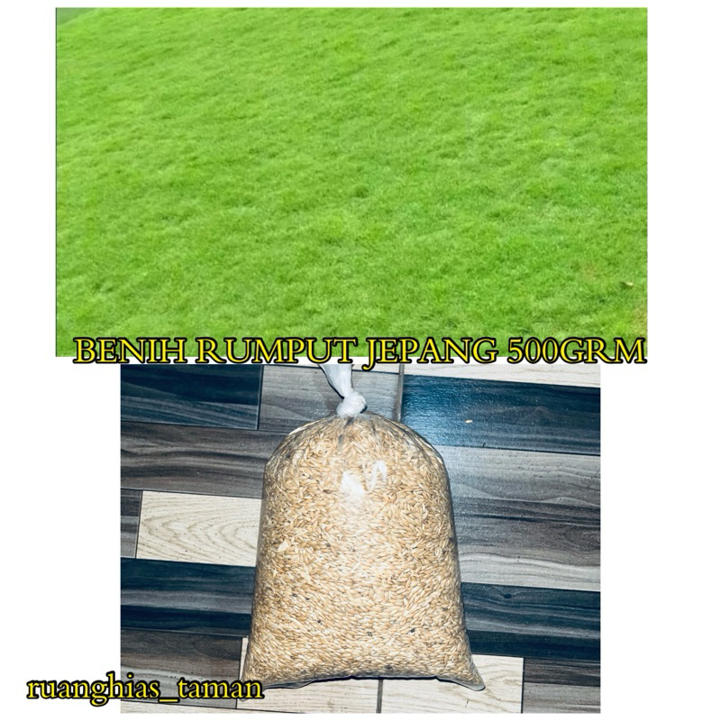 Jual terbaru!! benih rumput jepang 500gram | Shopee Indonesia