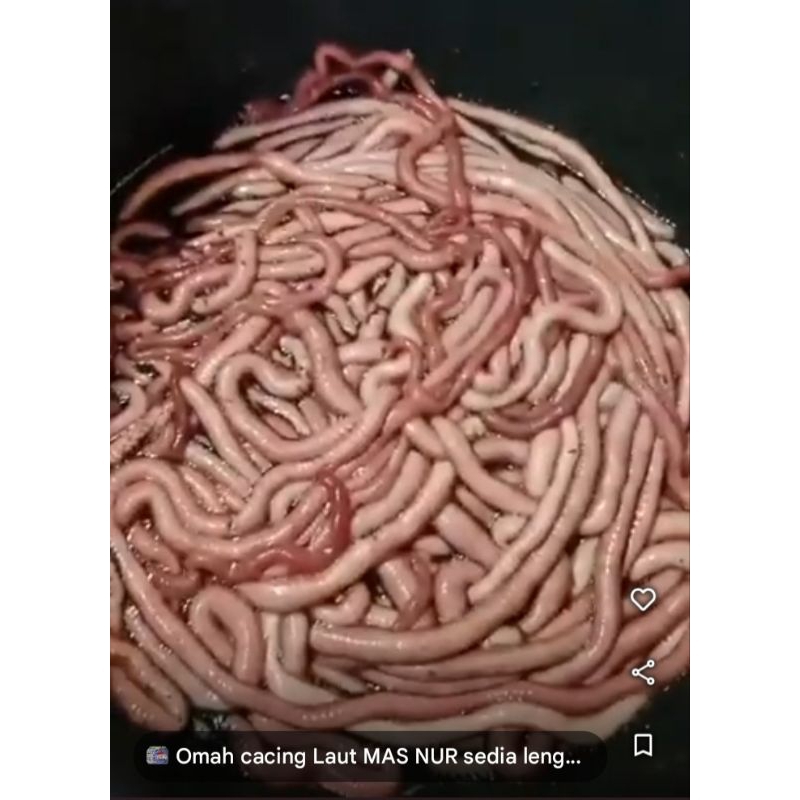 Jual cacing Nipah kualitas terbaik | Shopee Indonesia