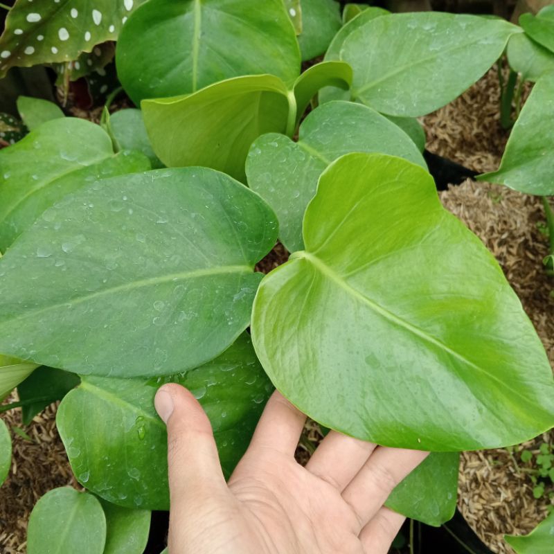 Jual BABY MONSTERA DELICIOSA 3-4 DAUN | Shopee Indonesia