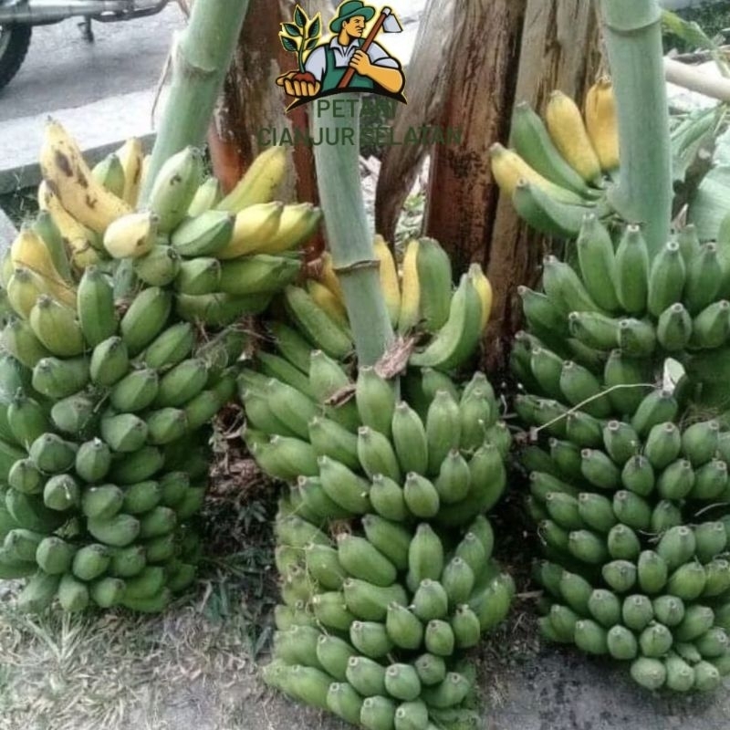 Jual 1kg Pisang Raja Bulu Super | Pisang Raja Madu | Pisang Raja KUL ...