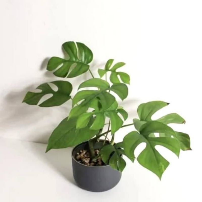 Jual PROMO!! (BISA COD) TANAMAN HIAS MONSTERA TETRASSPERMA//TANAMAN ...