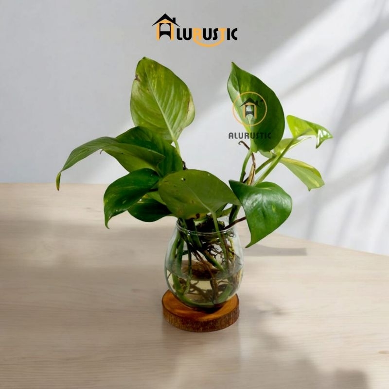 Jual VAS BULAT POT KACA TANAMAN AIR VAS KACA POT BUNGA VAS MINIMALIS ...