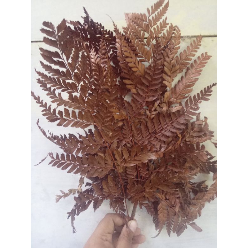 Jual daun pakis kering | Shopee Indonesia