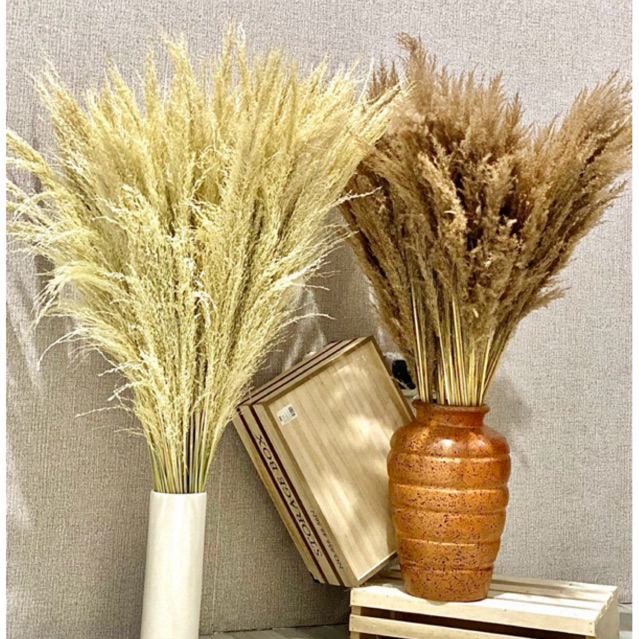 Jual Dried Flower Pampas Bunga Bulu Kering Warna Buket Rustik Vintage ...