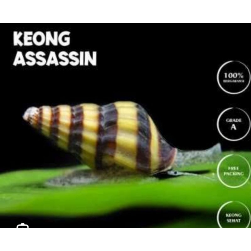 Jual Keong asasin pembasmi keong hama aquascape | Shopee Indonesia