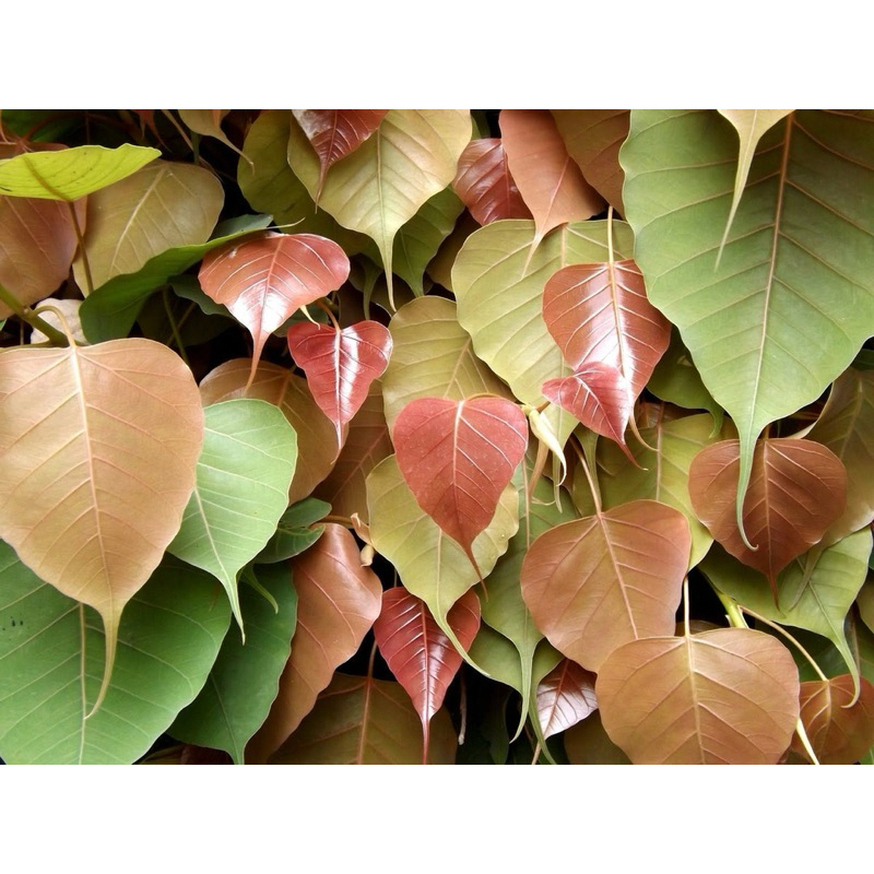 Jual Pohon bodhi, Ficus religiosa | Shopee Indonesia