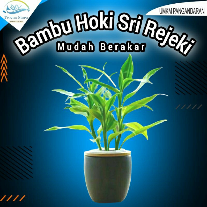 Jual SRI REZEKI BAMBU HOKI bambu tanaman hias darat dan air akuarium ...