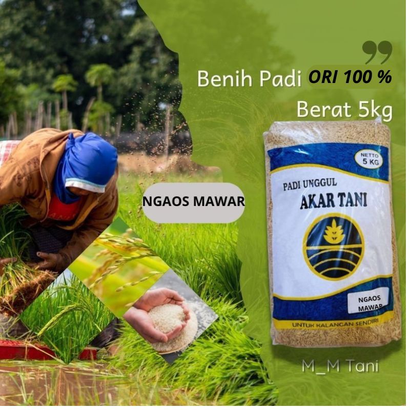 Jual Benih Bibit Padi Ngaos Mawar ORIGINAL GALUR LOKAL BERAT 5KG ...