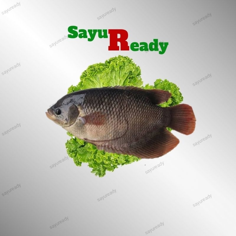 Jual Ikan Gurame Segar Fresh per kg (isi 2-3 ekor) | Shopee Indonesia
