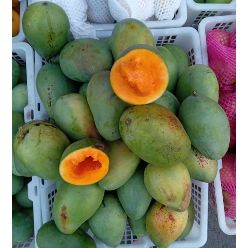 Jual Mangga Clonal Super Mangga Alpukat Mangga Manis Bangil Pasuruan ...