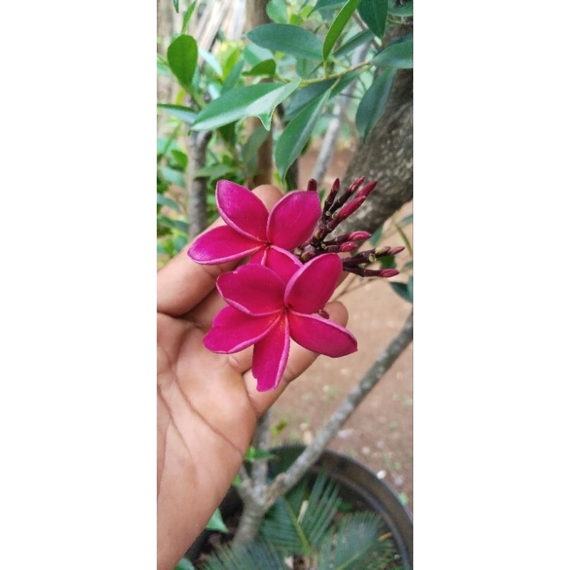 Jual pohon Kamboja merah, tinggi 4 meter | Shopee Indonesia