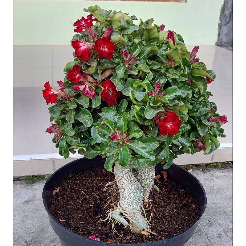 Jual Adenium DHA . Multipetal / Bunga Tumpuk | Shopee Indonesia