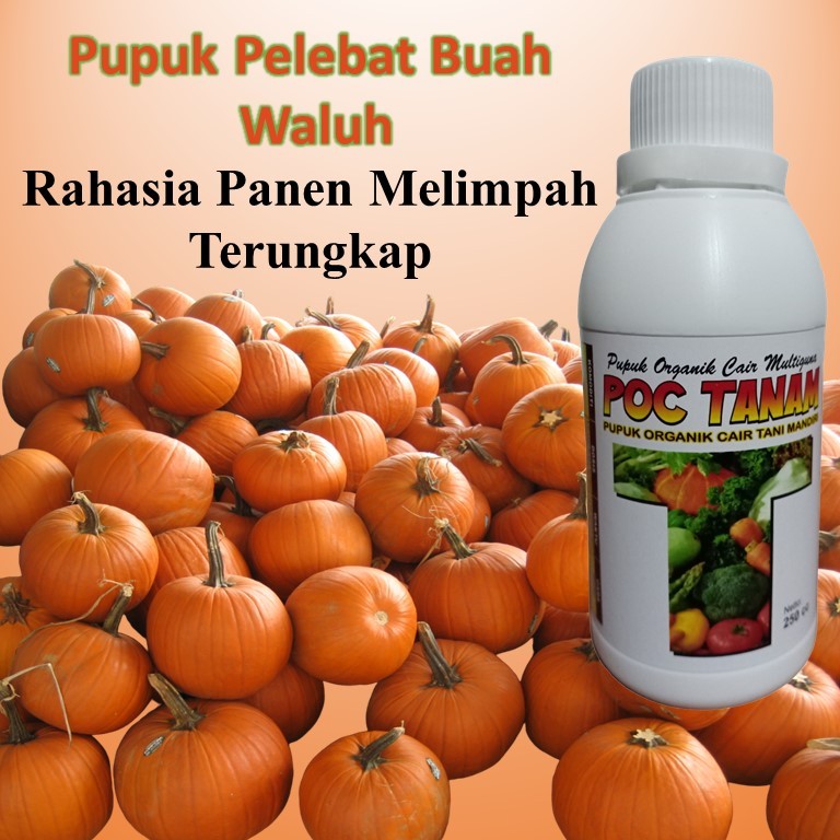 Jual pupuk waluh / pupuk waluh cepat besar dan lebat / pupuk labu siam ...