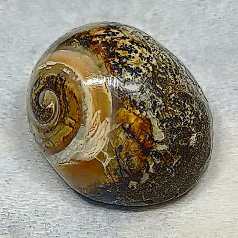 Jual BATU AKIK POSIL KEONG ANTIK (ASLI ALAM ) | Shopee Indonesia