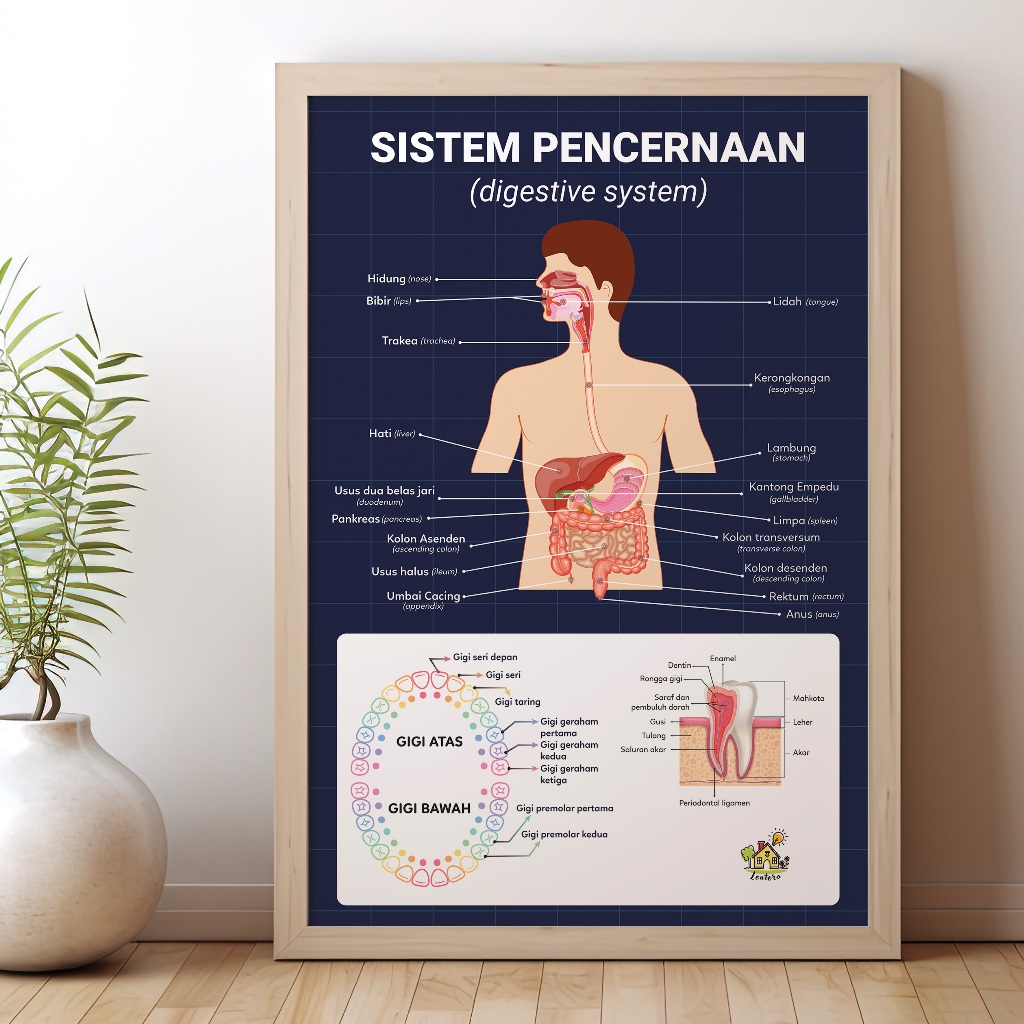Jual Poster Biologi SISTEM PENCERNAAN TUBUH MANUSIA Fisiologi Manusia Edukasi Sekolah Pendidikan ...